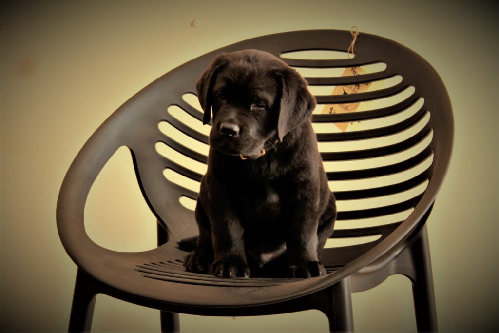 Round Yeti Chair - Black Dog Furniture